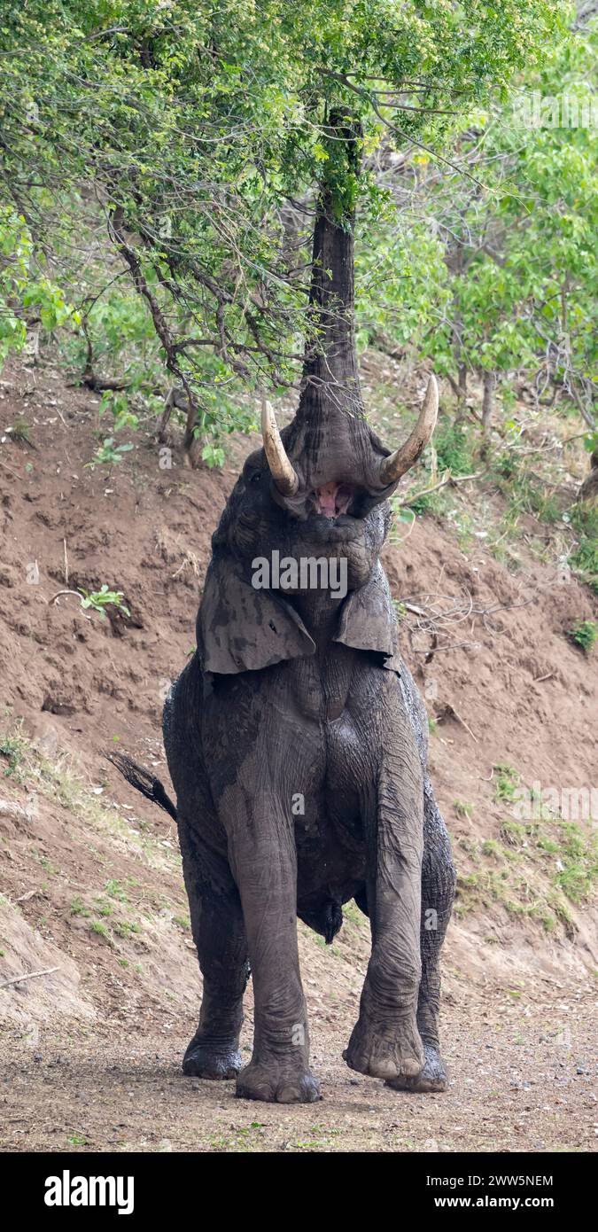 Elephant reaching hi-res stock photography and images - Alamy
