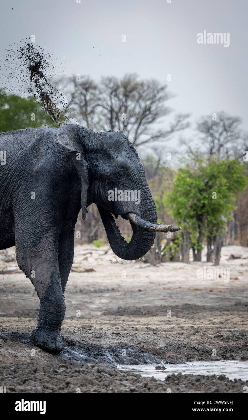 Elephant stomping in the mud in Botswana, Africa Stock Photo - Alamy