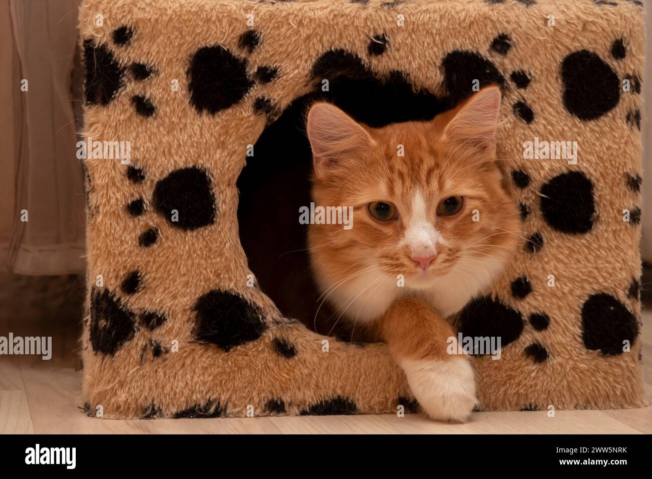 Beautiful small red kitten is sitting in a scratching post and looking ...
