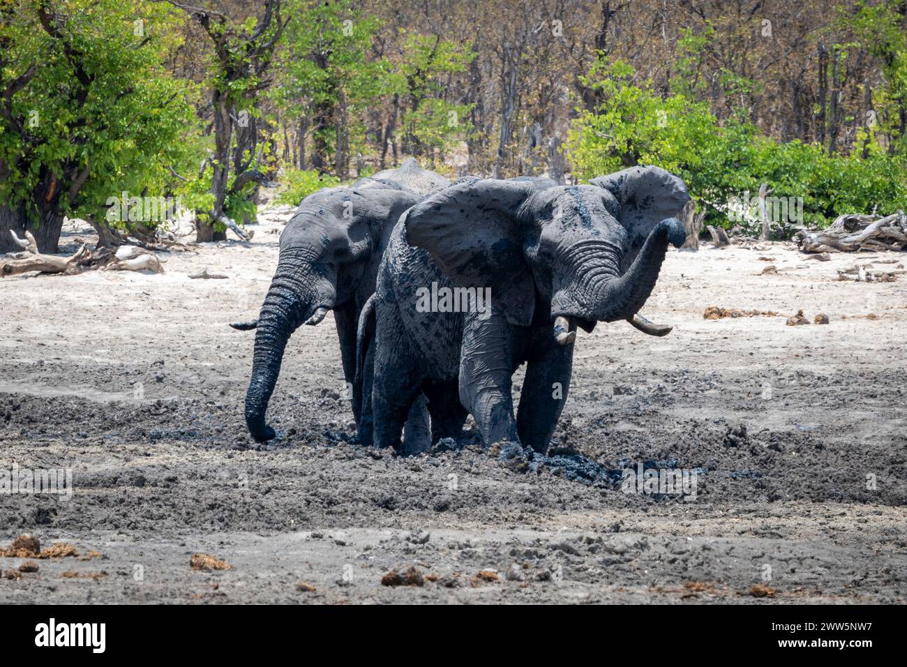 Elephant stomping in the mud in Botswana, Africa Stock Photo - Alamy