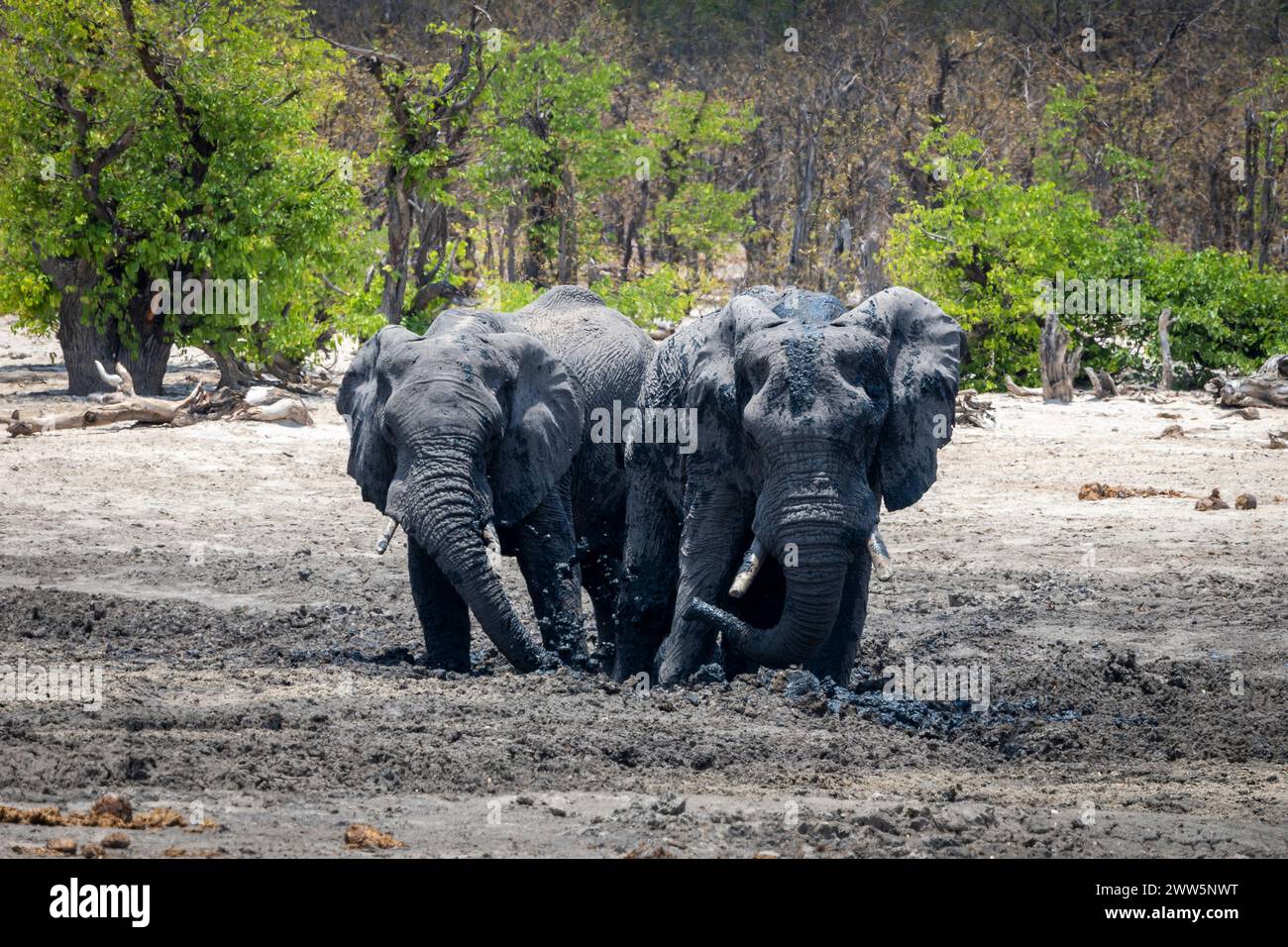 Elephant stomping in the mud in Botswana, Africa Stock Photo - Alamy