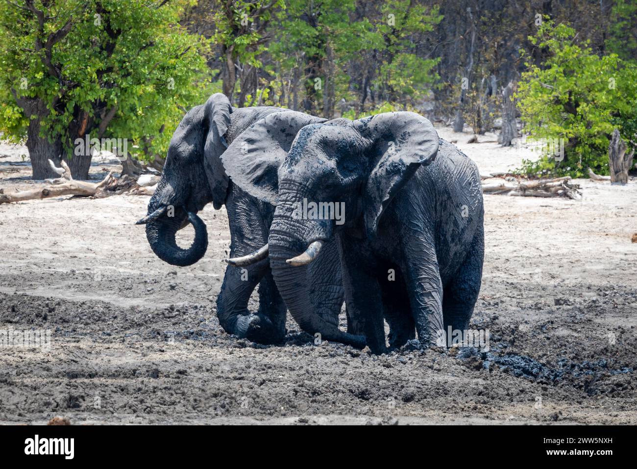 Elephant stomping in the mud in Botswana, Africa Stock Photo - Alamy
