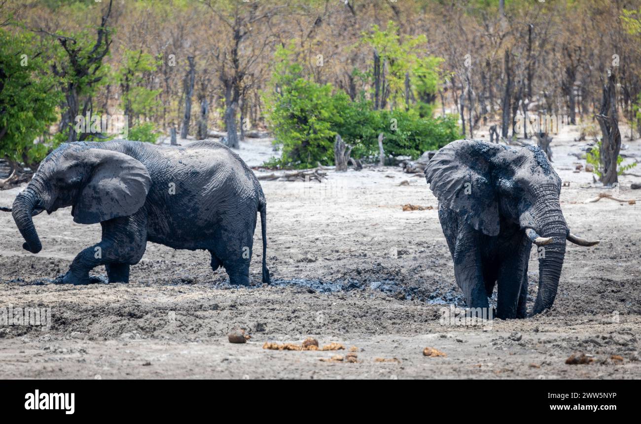 Elephant stomping hi-res stock photography and images - Alamy