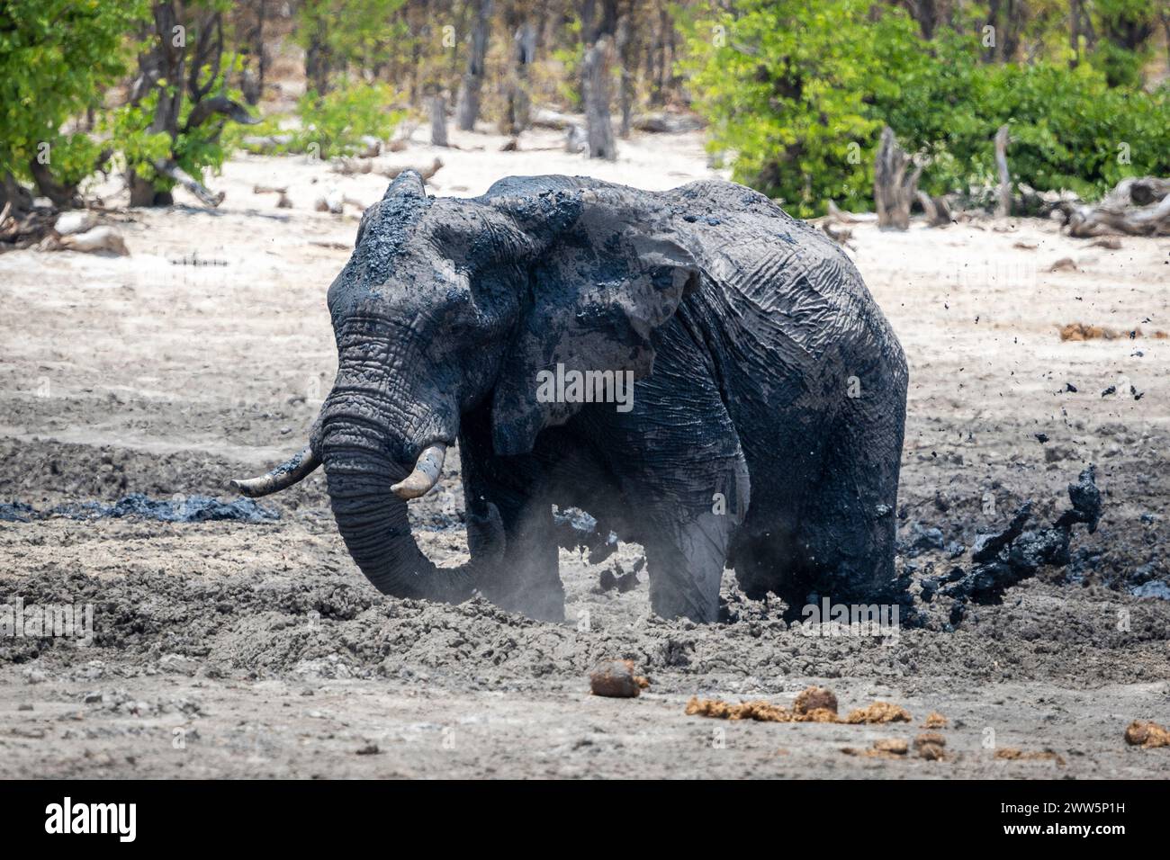 Elephant stomping in the mud in Botswana, Africa Stock Photo - Alamy