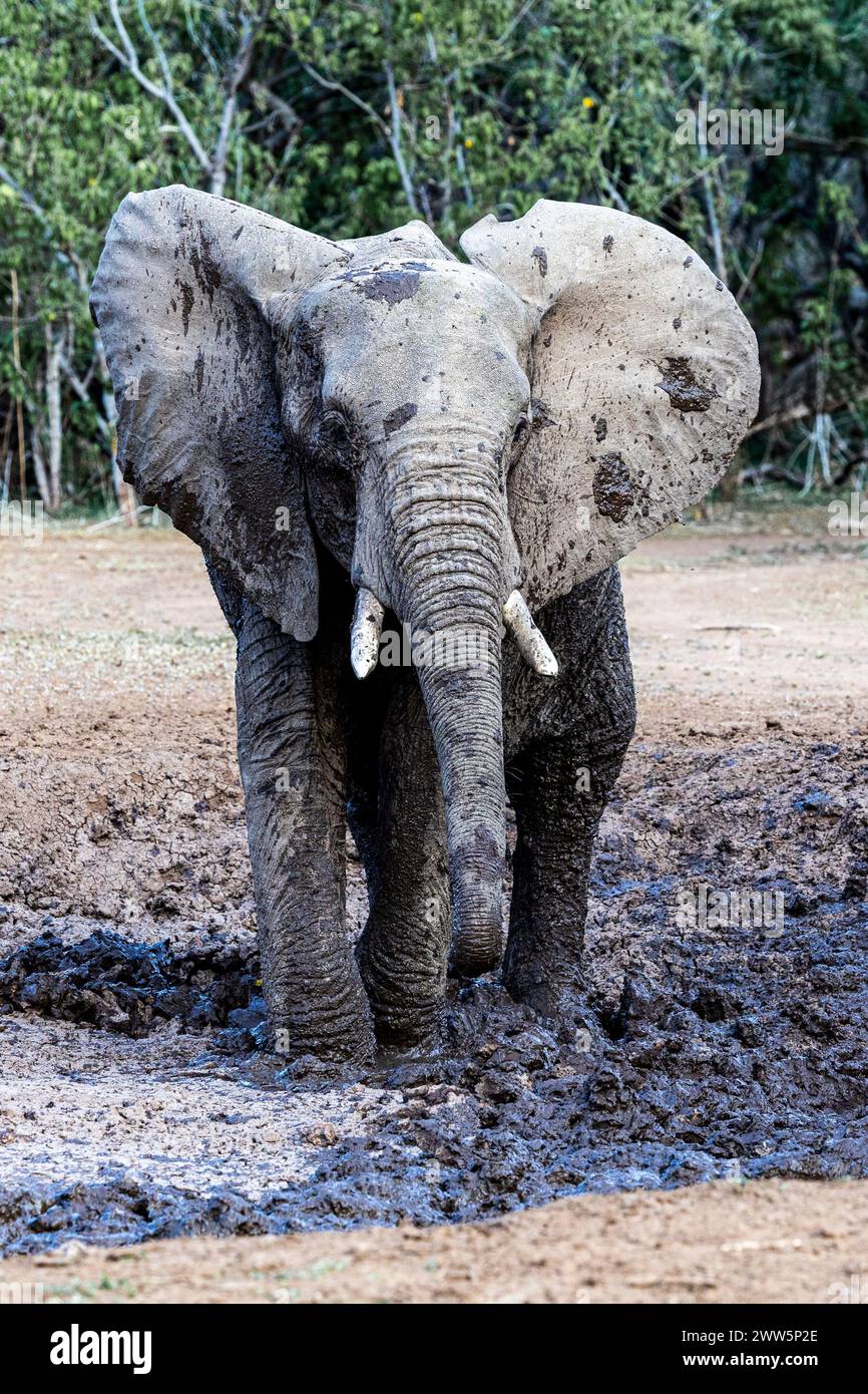 Elephant stomping in the mud in Botswana, Africa Stock Photo - Alamy