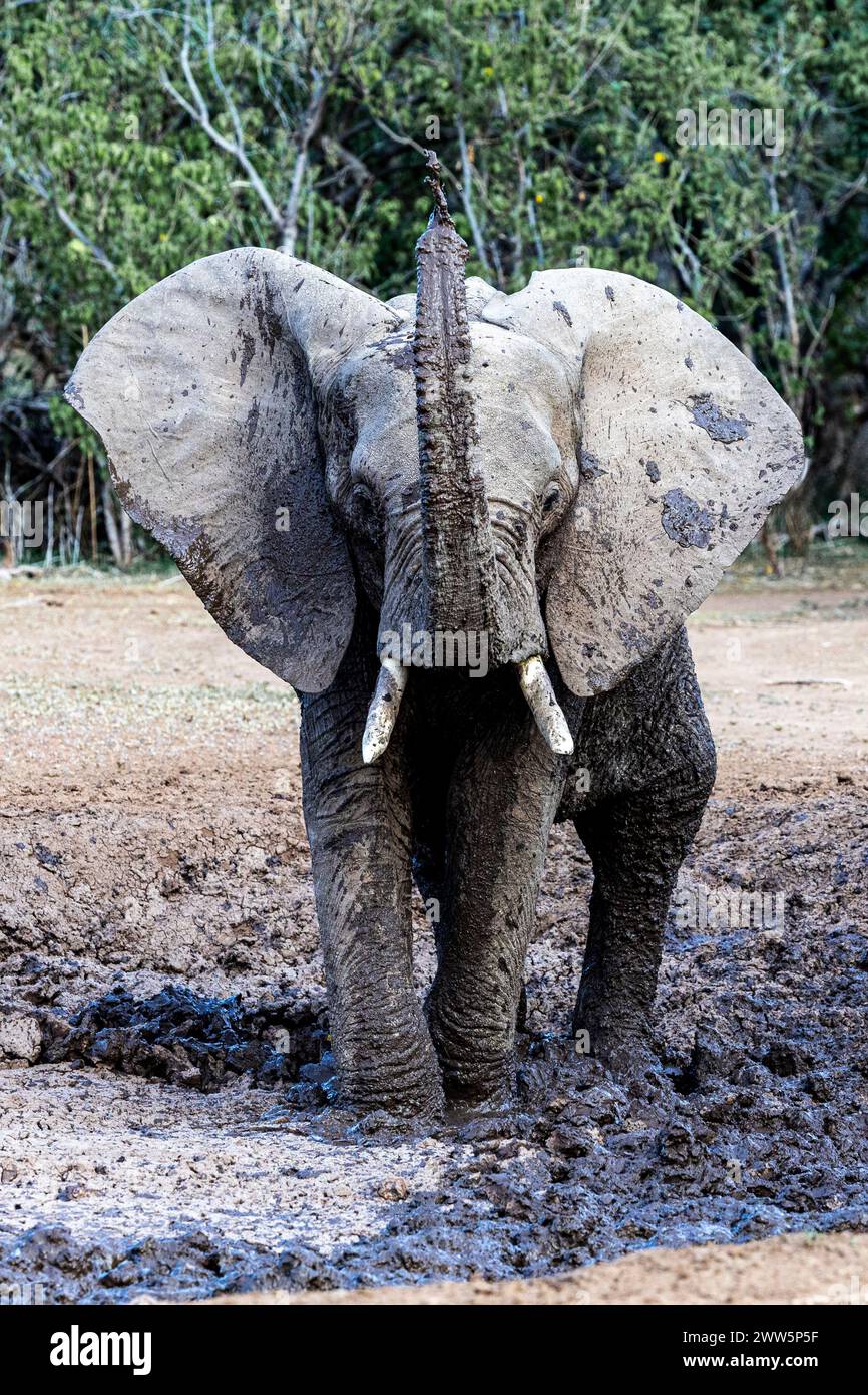 Elephant stomping in the mud in Botswana, Africa Stock Photo - Alamy