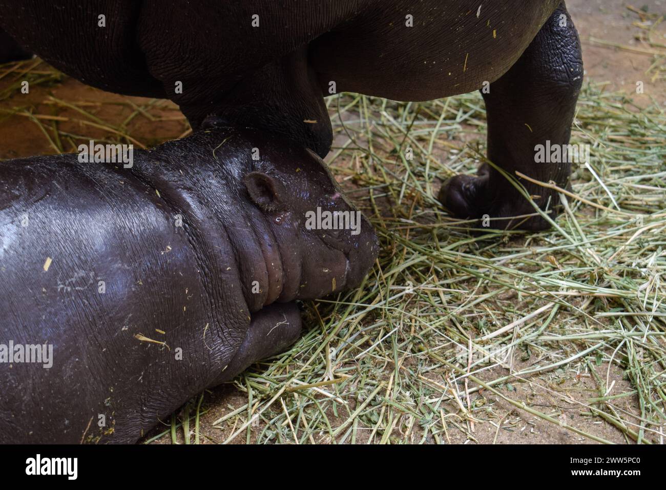 Athens, Greece. 21 March 2024. A newborn pygmy hippo stands next to his ...