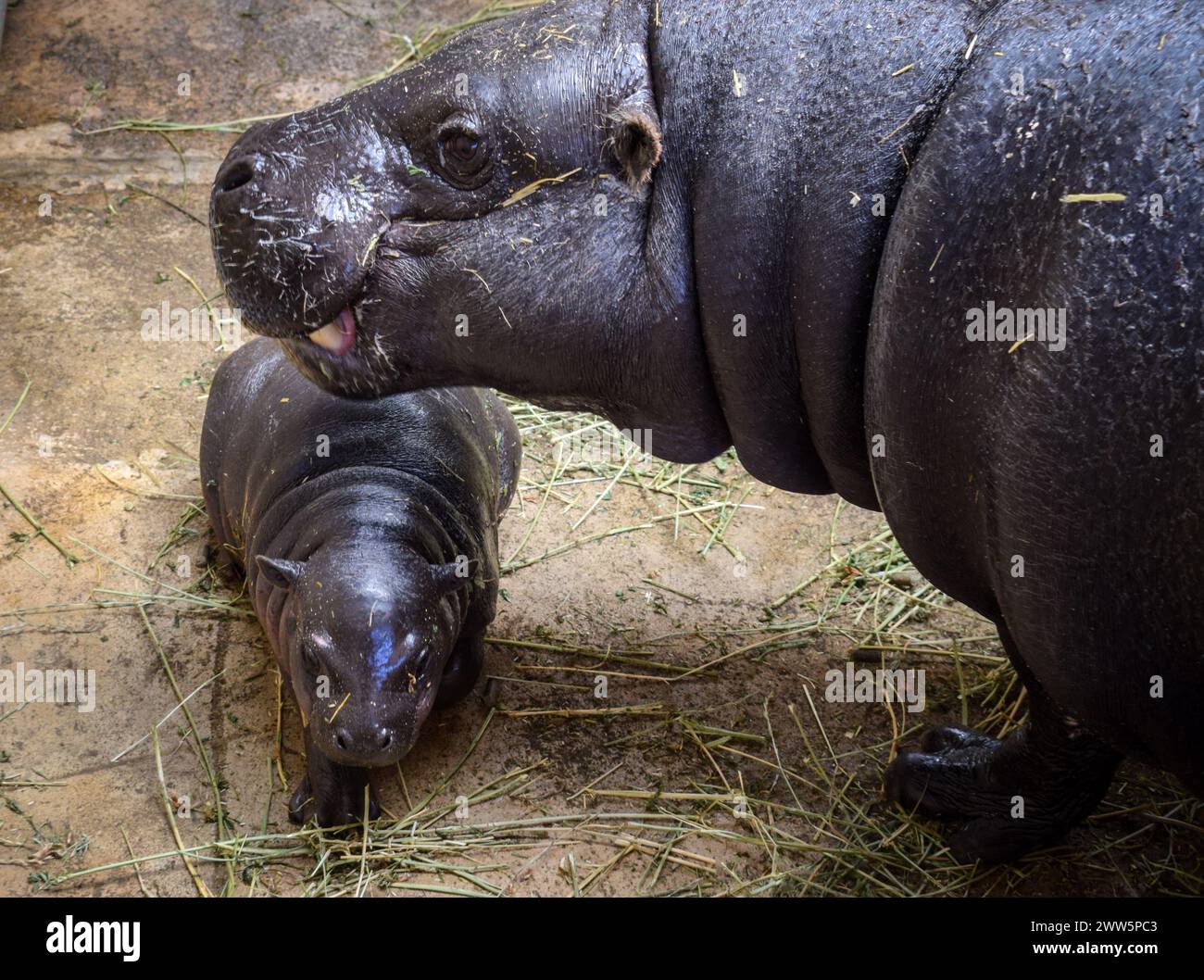 Athens, Greece. 21 March 2024. A newborn pygmy hippo stands next to his ...