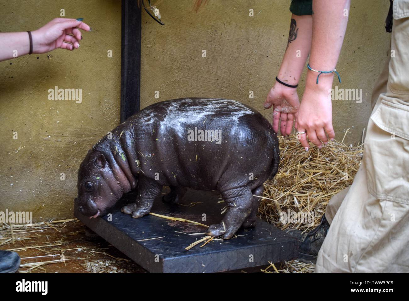 Athens, Greece. 21 March 2024. A newborn pygmy hippo is being weighted ...
