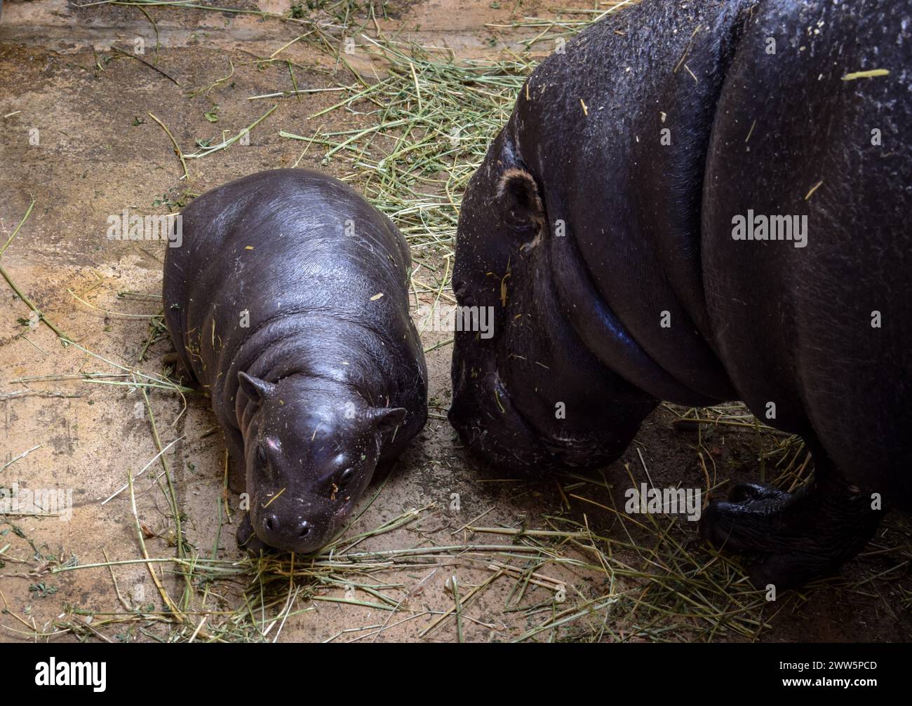 Athens, Greece. 21 March 2024. A newborn pygmy hippo stands next to his ...