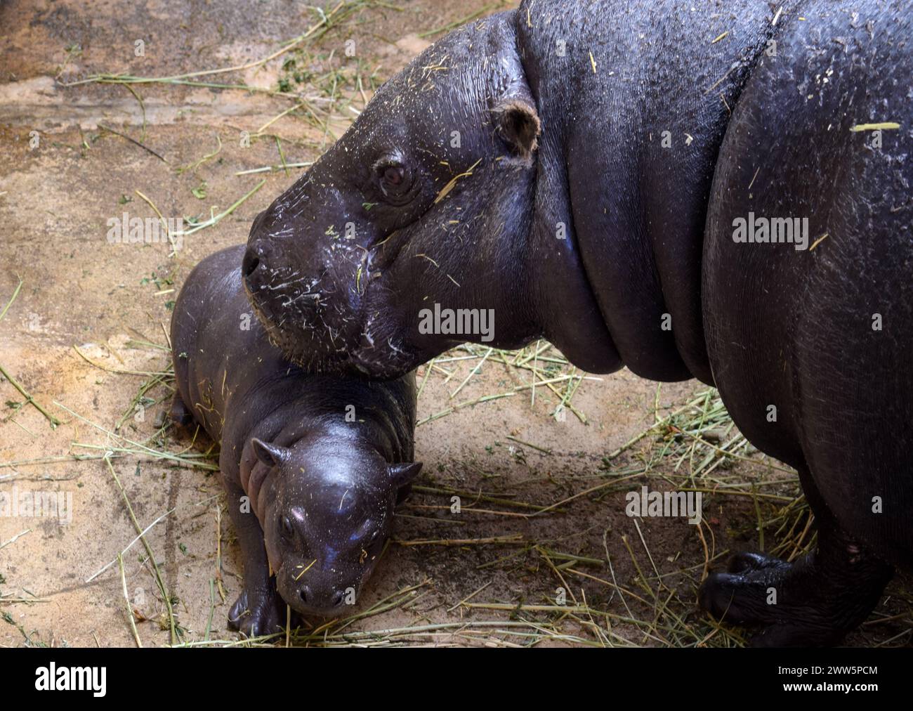 Athens, Greece. 21 March 2024. A newborn pygmy hippo stands next to his ...