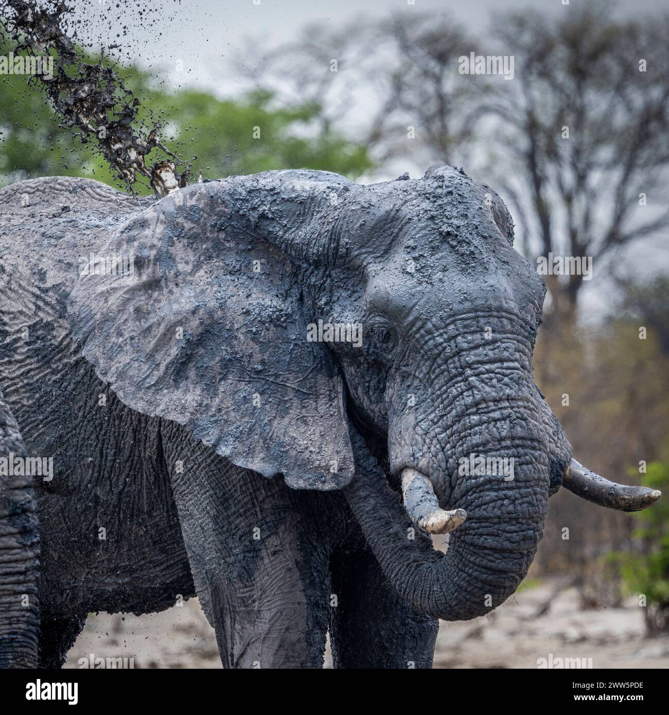 Elephant stomping in the mud in Botswana, Africa Stock Photo - Alamy
