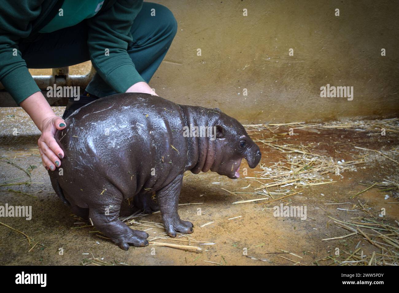 Athens, Greece. 21 March 2024. A zoo keeper holds a newborn pygmy hippo ...