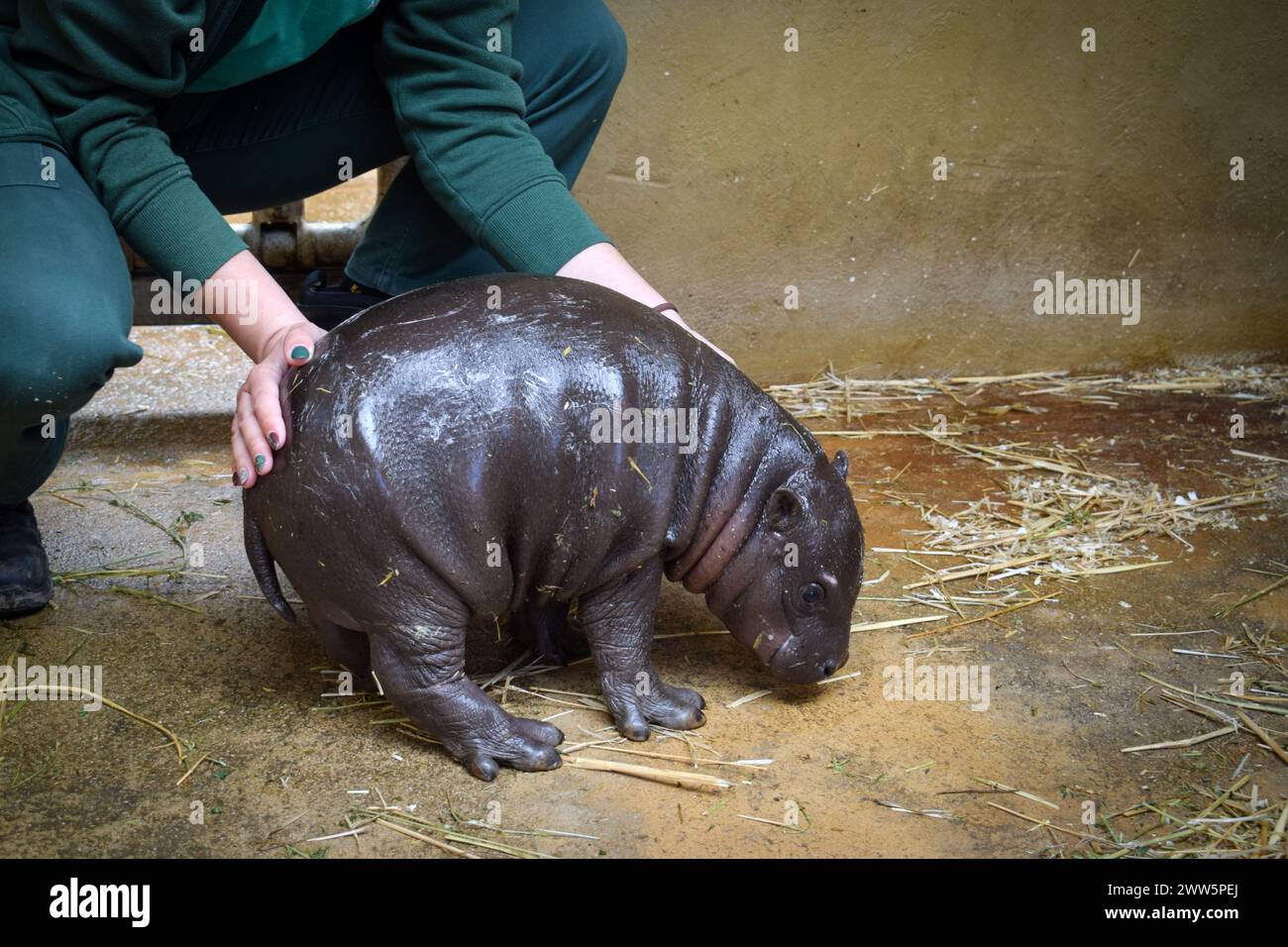 Athens, Greece. 21 March 2024. A zoo keeper holds a newborn pygmy hippo ...