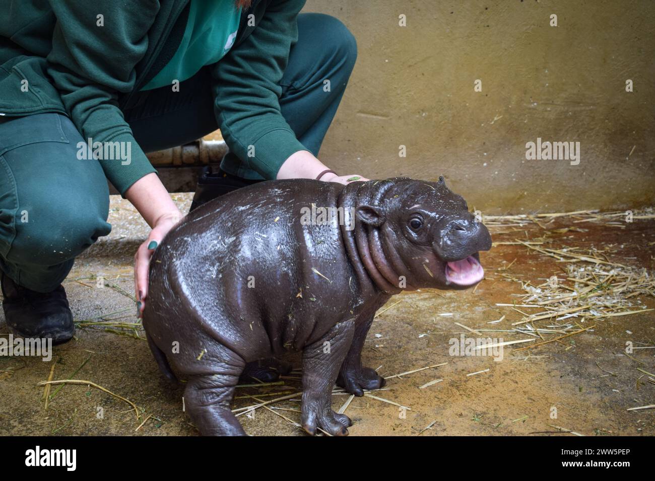 Athens, Greece. 21 March 2024. A zoo keeper holds a newborn pygmy hippo ...