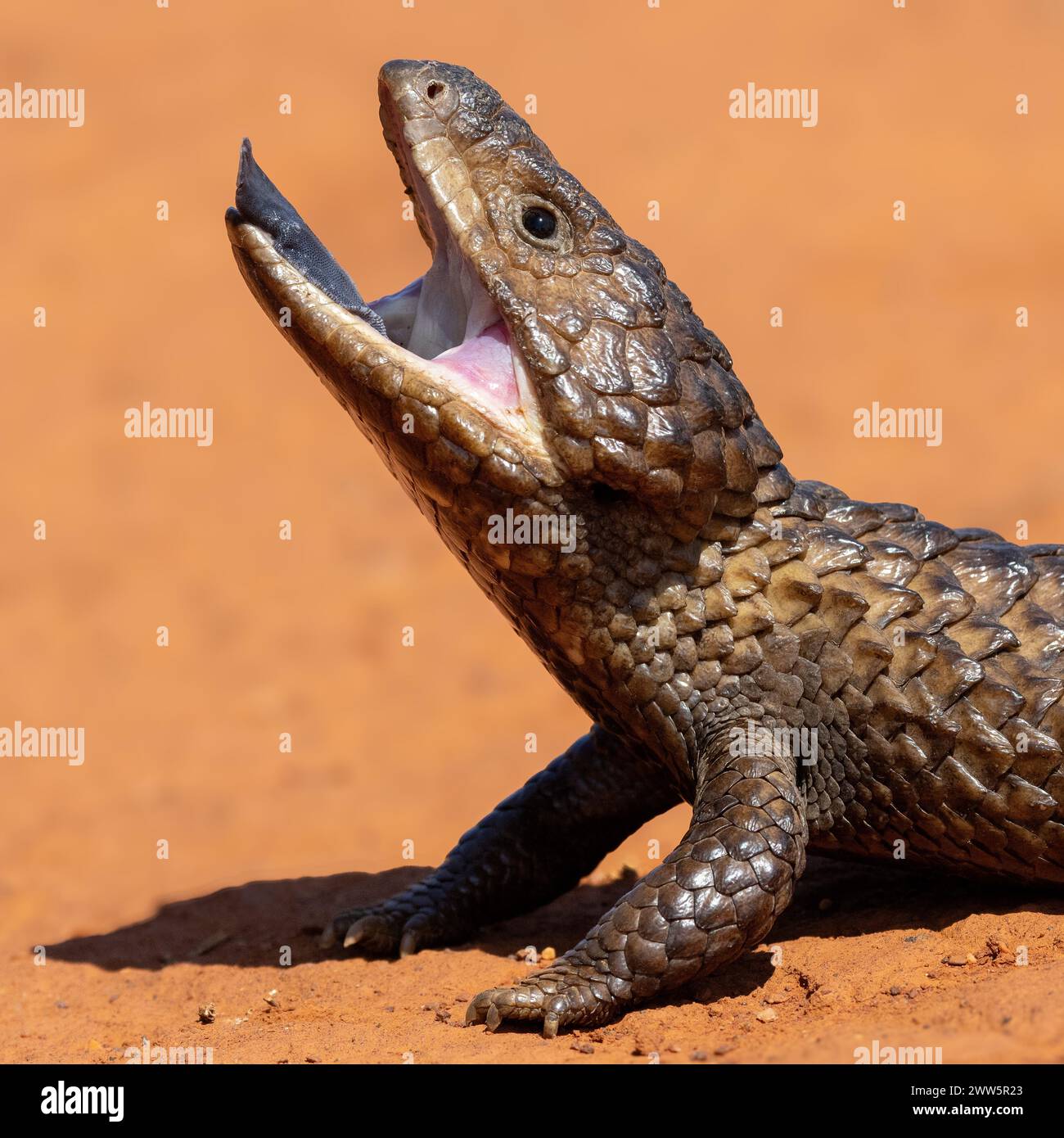 Australian Shingle-back Lizard in defensive posture Stock Photo - Alamy
