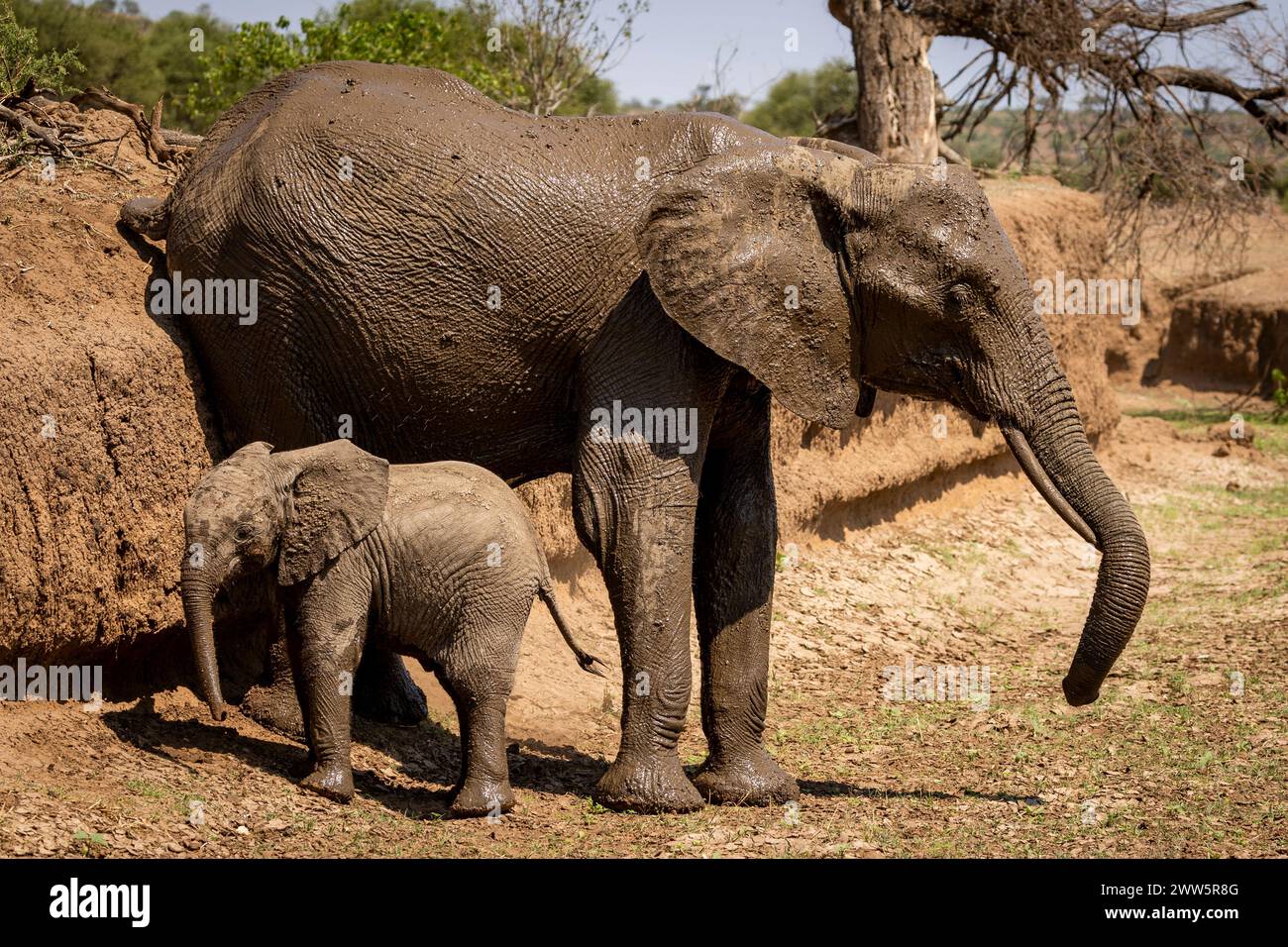 Elephant and calf in mud in Botswana, Africa Stock Photo - Alamy