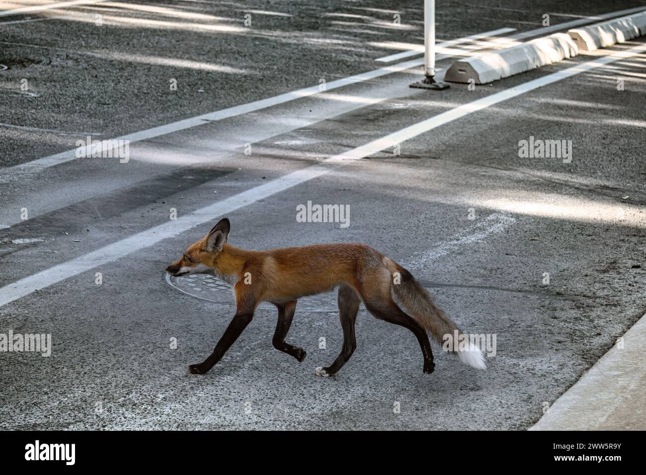 Red fox ontario animal hi-res stock photography and images - Alamy