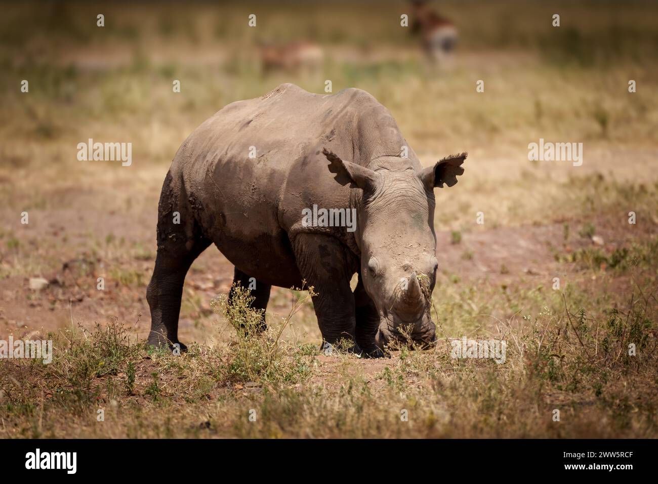 Majestic african white rhinoceros hi-res stock photography and images ...