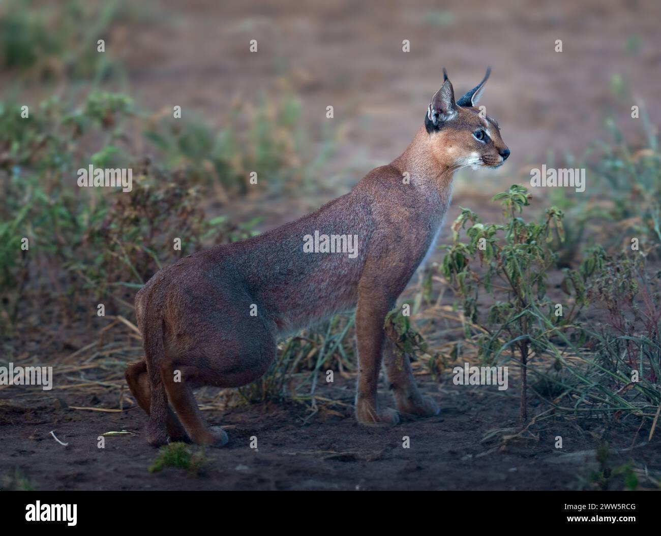 Caracals habitat africa hi-res stock photography and images - Alamy