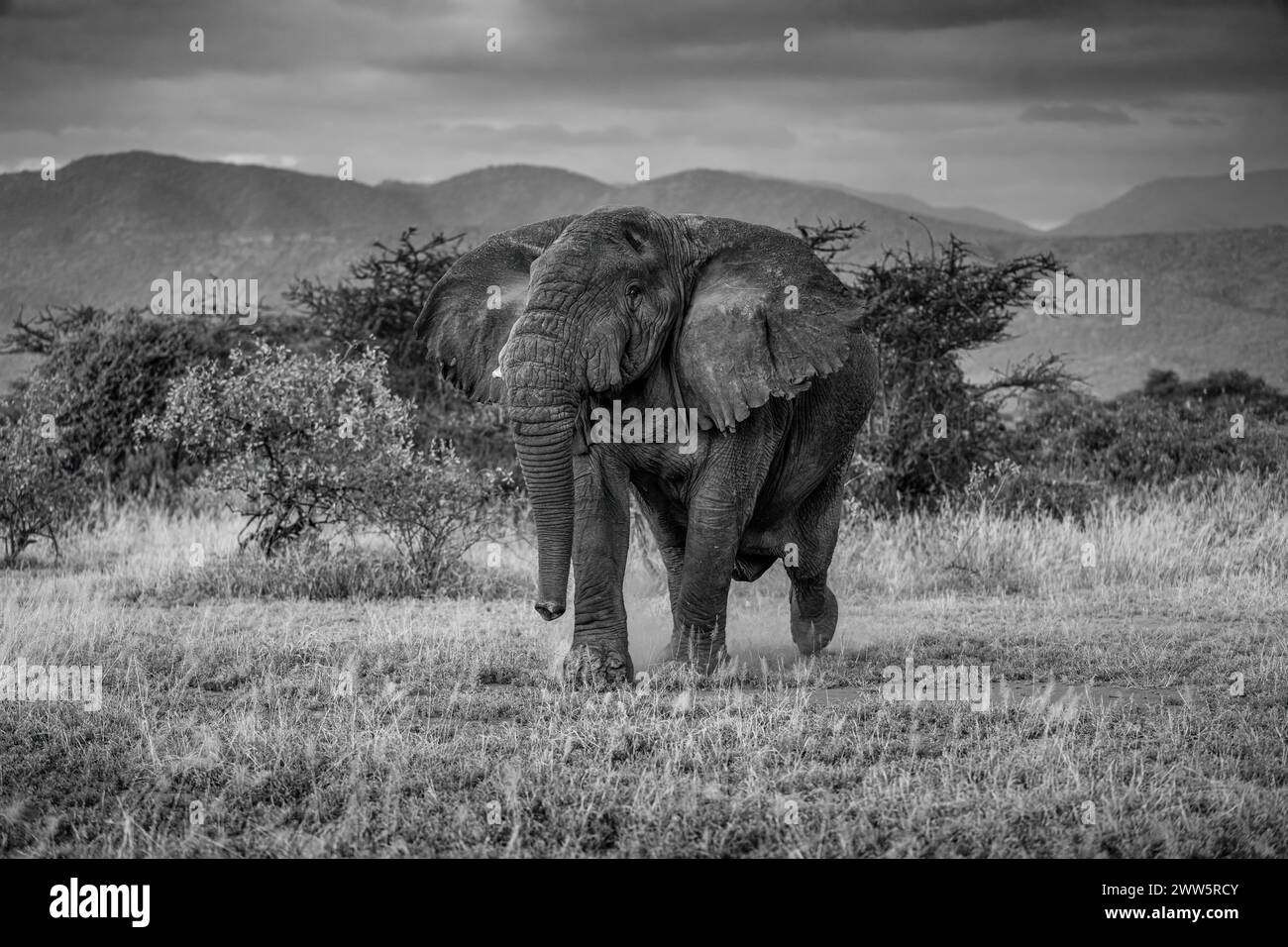 Large, angry bull elephant charging in the African savannah Stock Photo ...