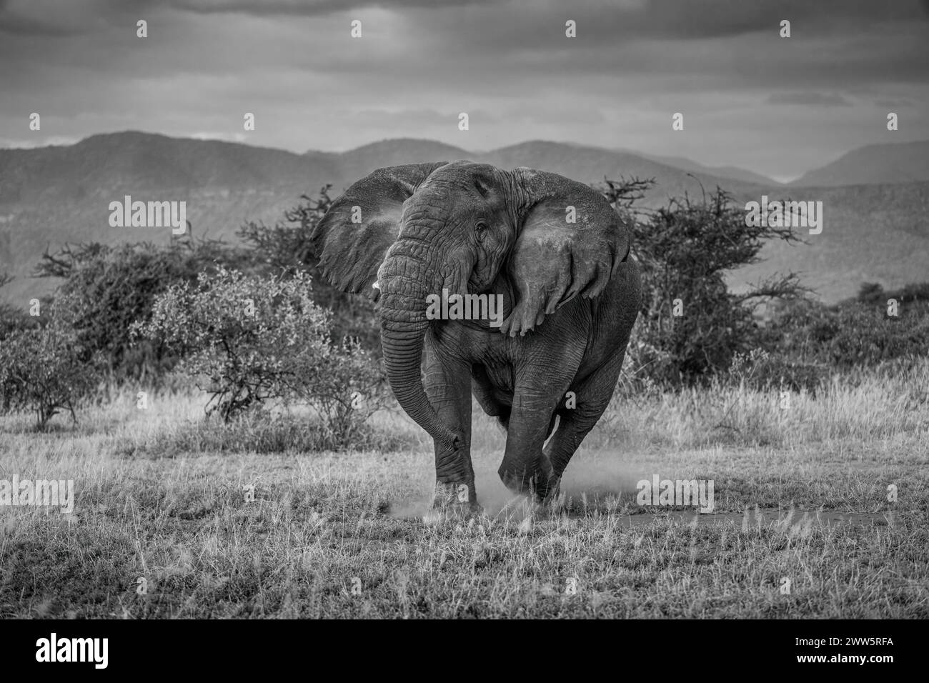 Large, angry bull elephant charging Stock Photo - Alamy