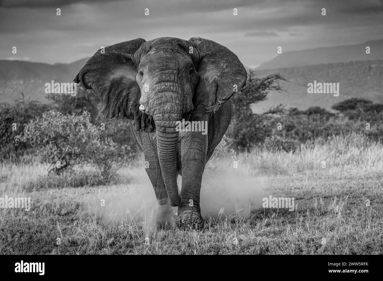 Charging, angry bull elephant Stock Photo - Alamy
