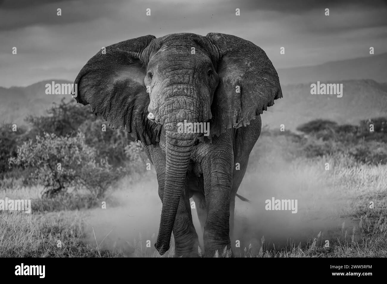 Angry bull elephant hi-res stock photography and images - Alamy