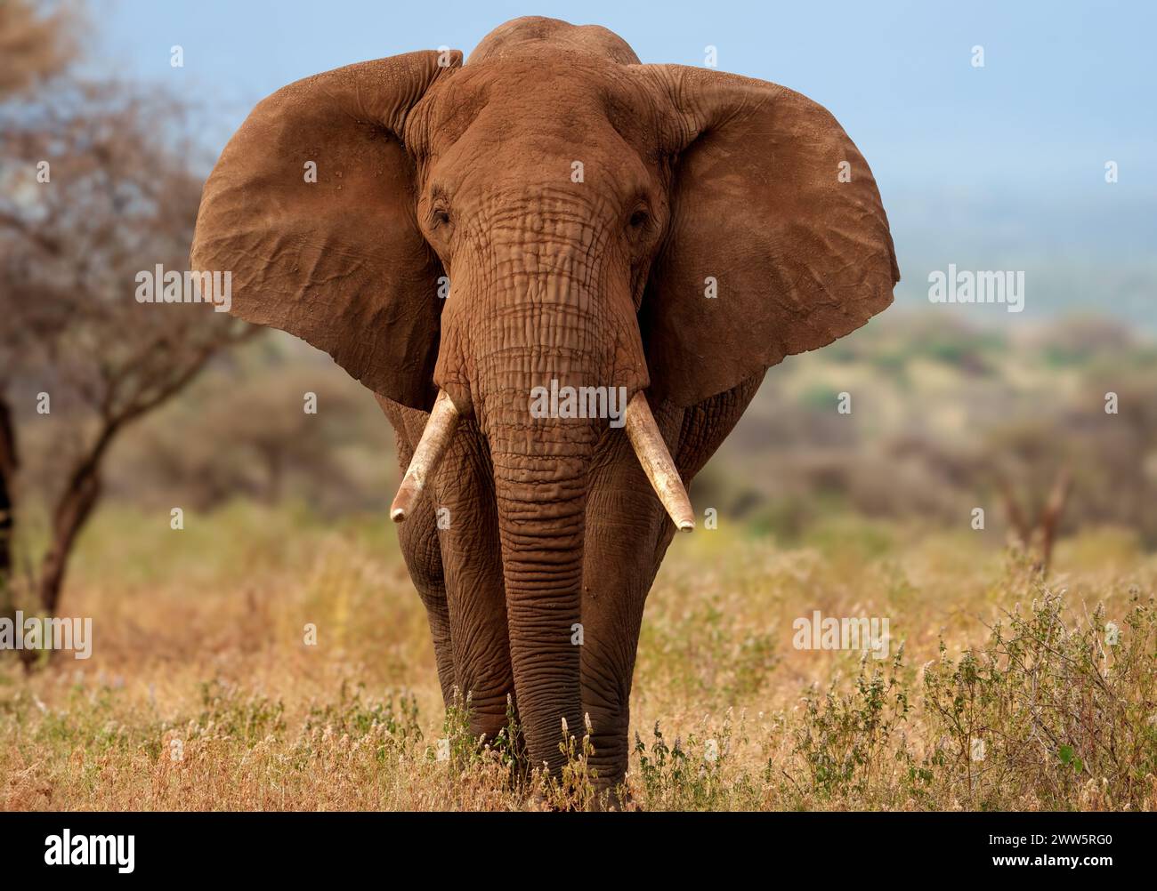 Big tusker elephants hi-res stock photography and images - Alamy
