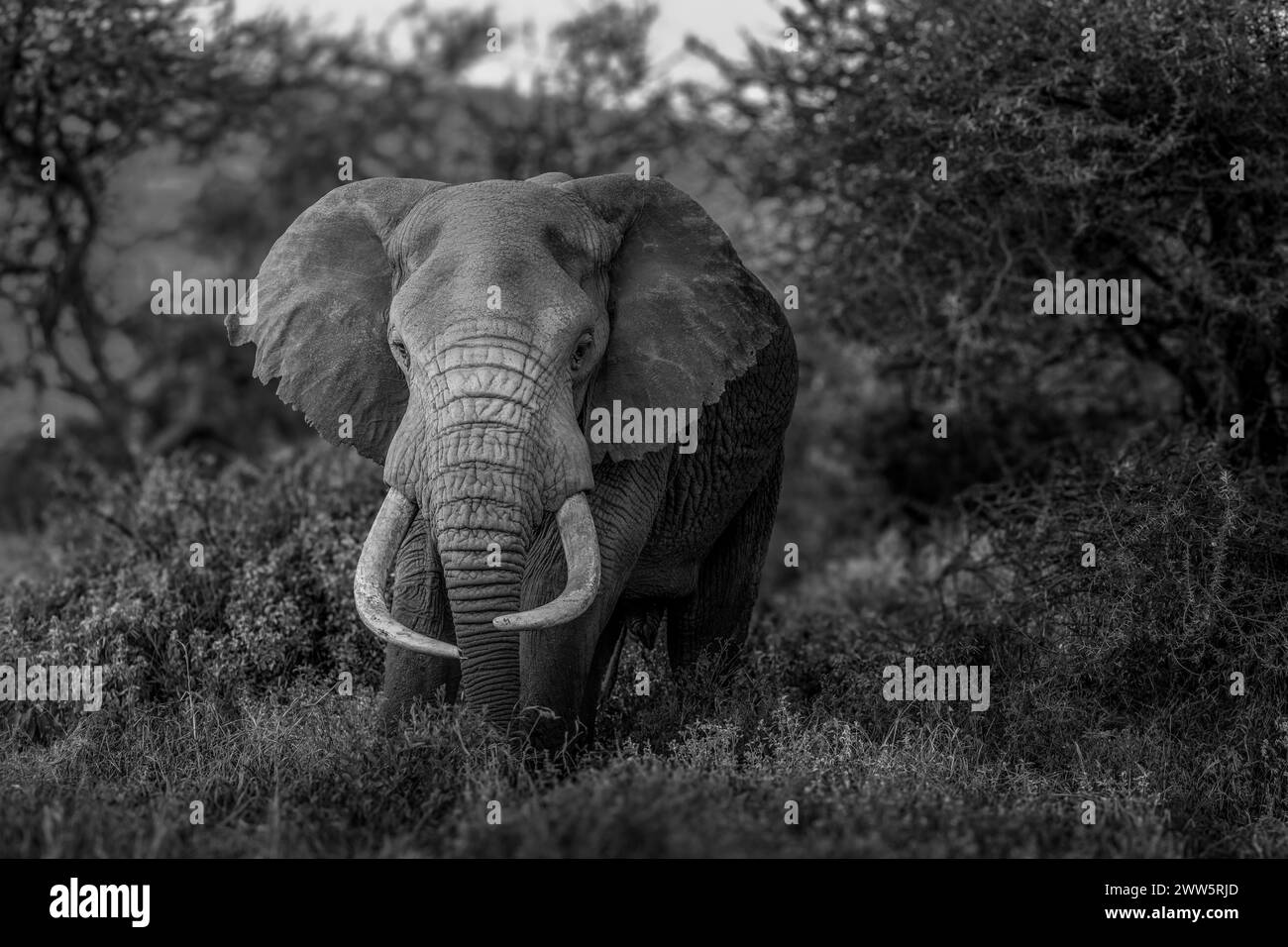 Close up, black and white of Craig, one of the 23 remaining super ...