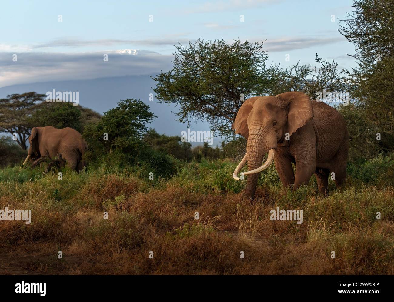 Endangered desert habitat hi-res stock photography and images - Alamy