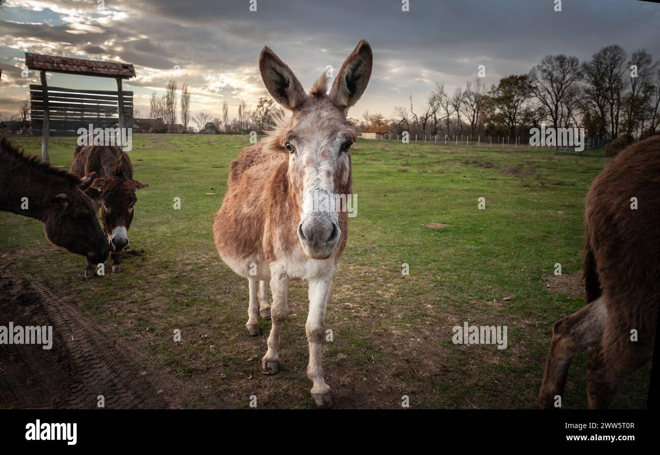 Picture of cattle, a mule and a donkey, posing in front of a camera in ...