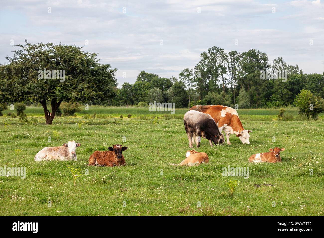 Picture of a holstein cow standing in Zasavica, in Serbia. The Holstein ...