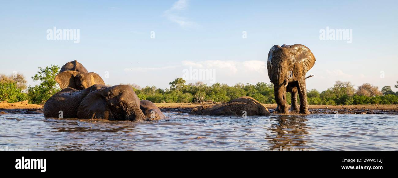 Elephants bathing in waterhole hi-res stock photography and images - Alamy