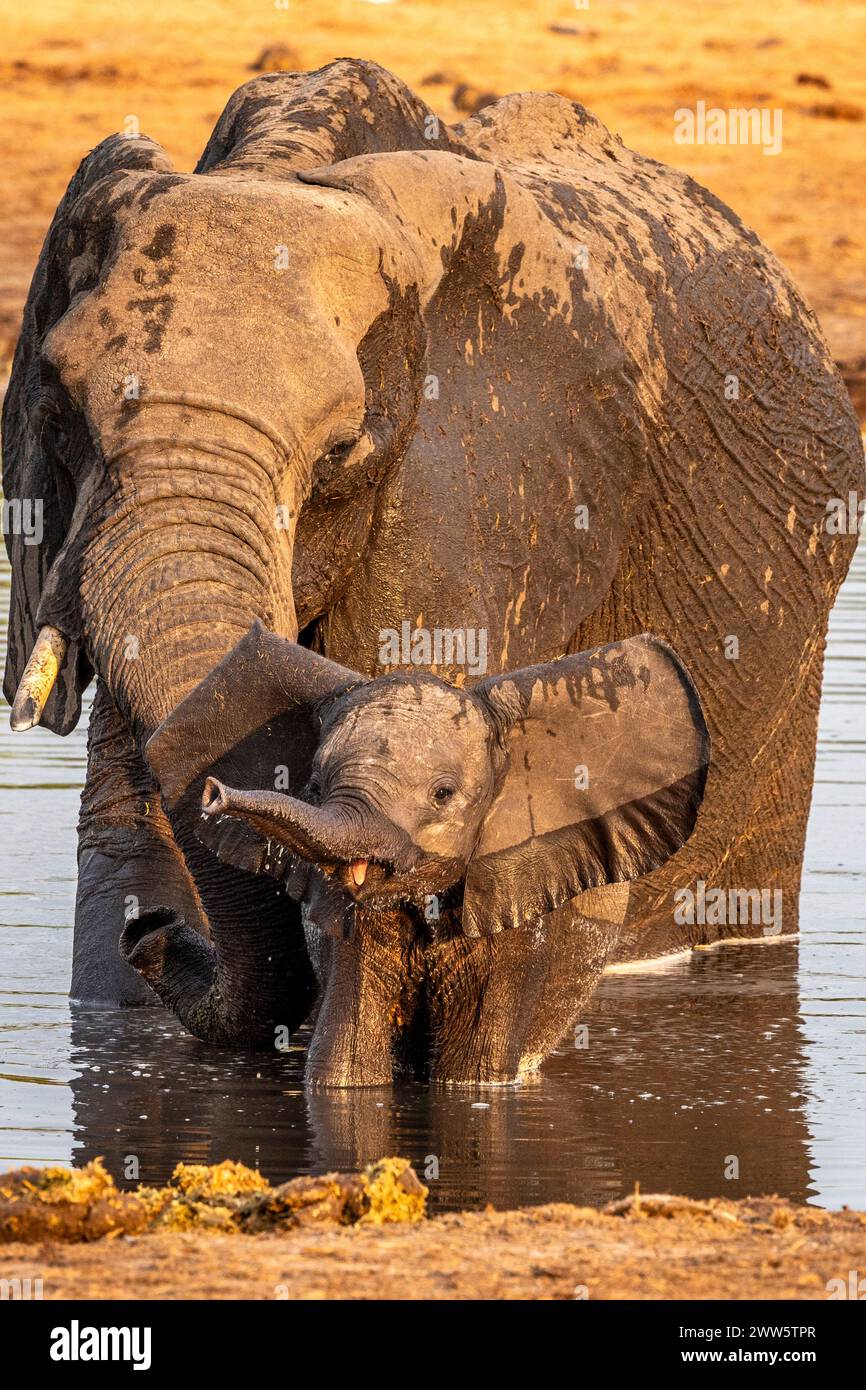 Elephant family at a waterhole in Botswana Stock Photo - Alamy