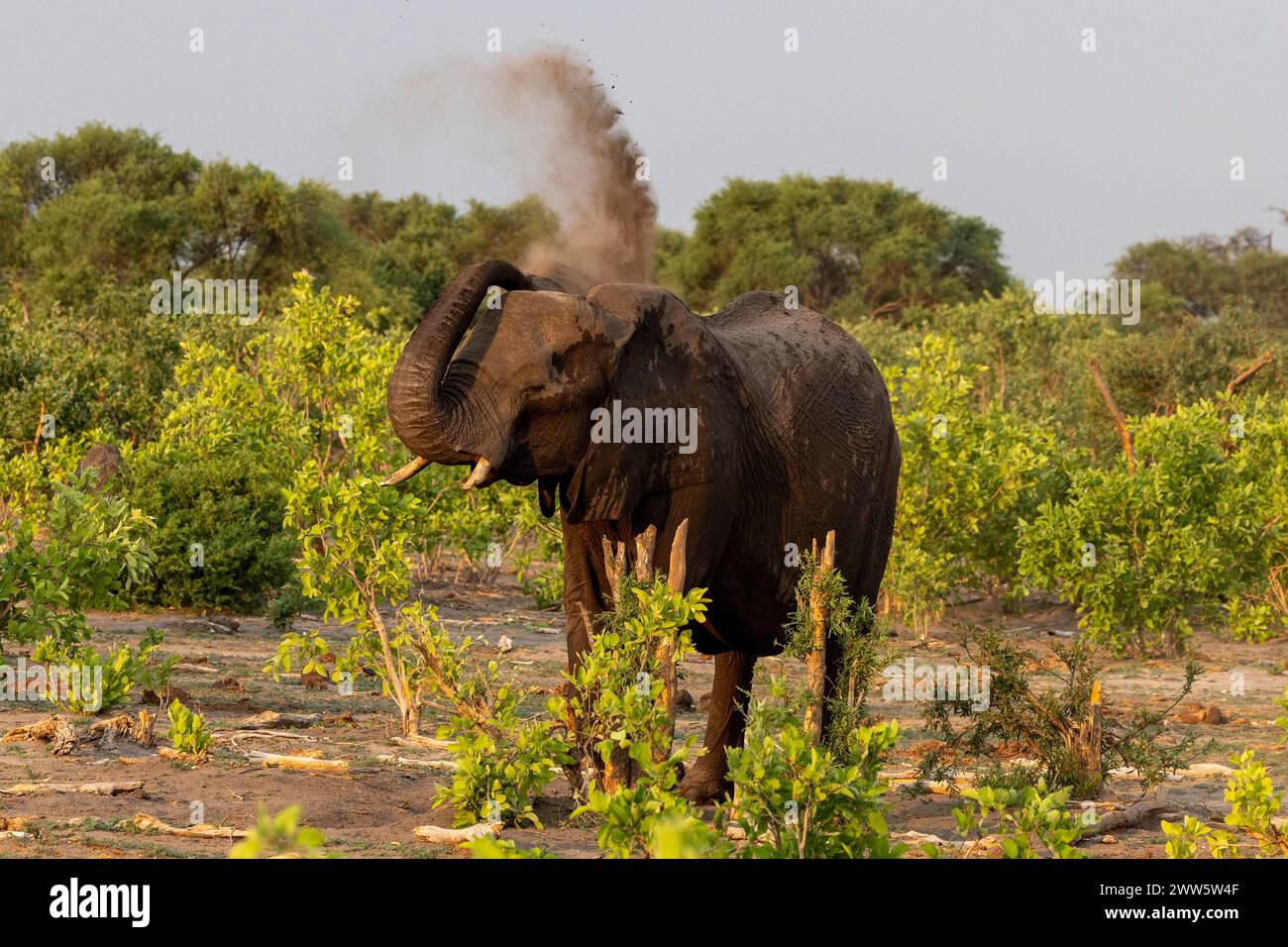 One elephant throwing up dust in Botswana, Africa Stock Photo - Alamy
