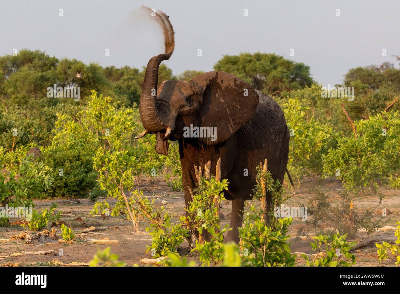 African elephant bathing in the dust hi-res stock photography and ...