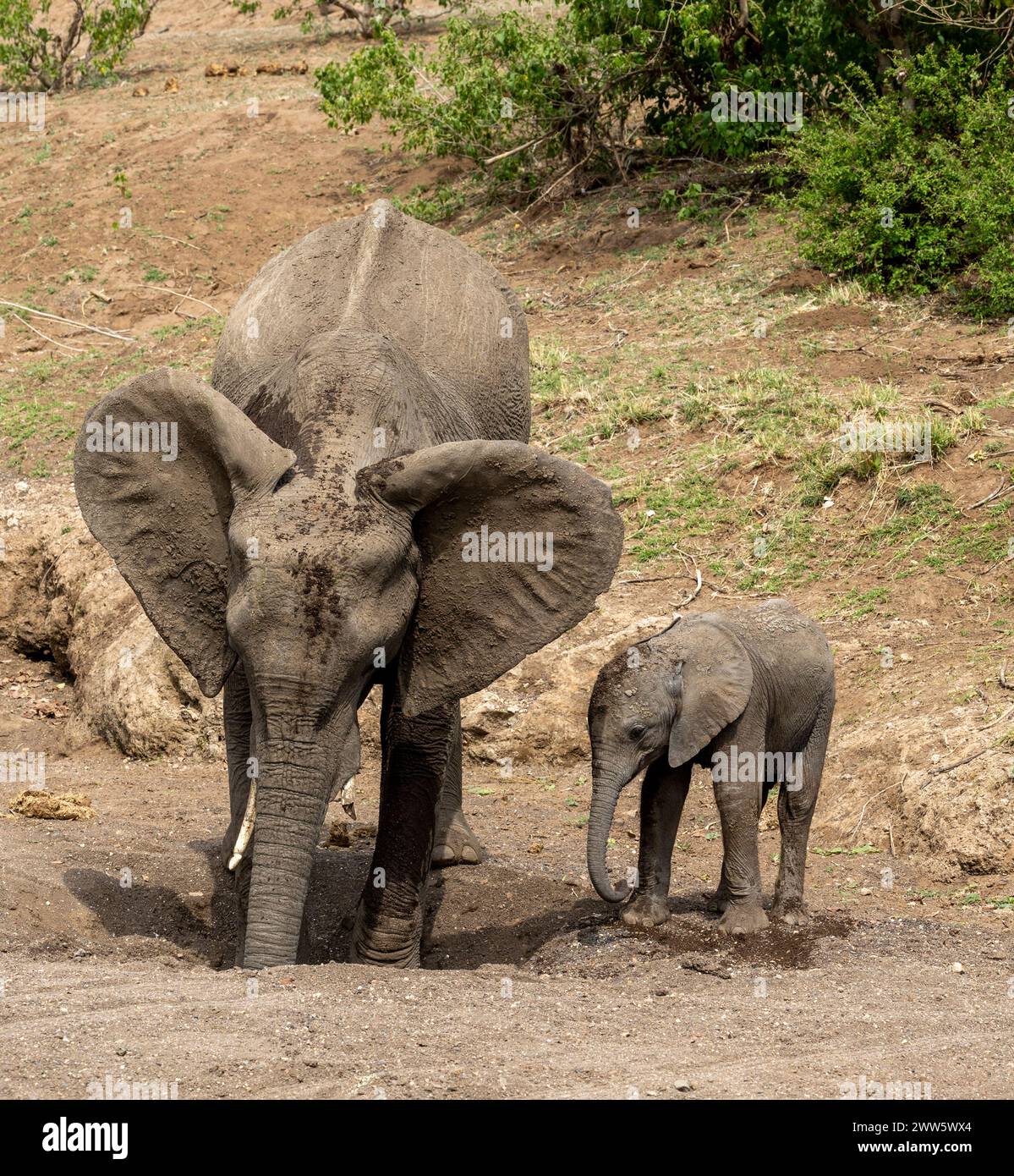 Family of elephants, including very young calf at a dry waterhole in ...