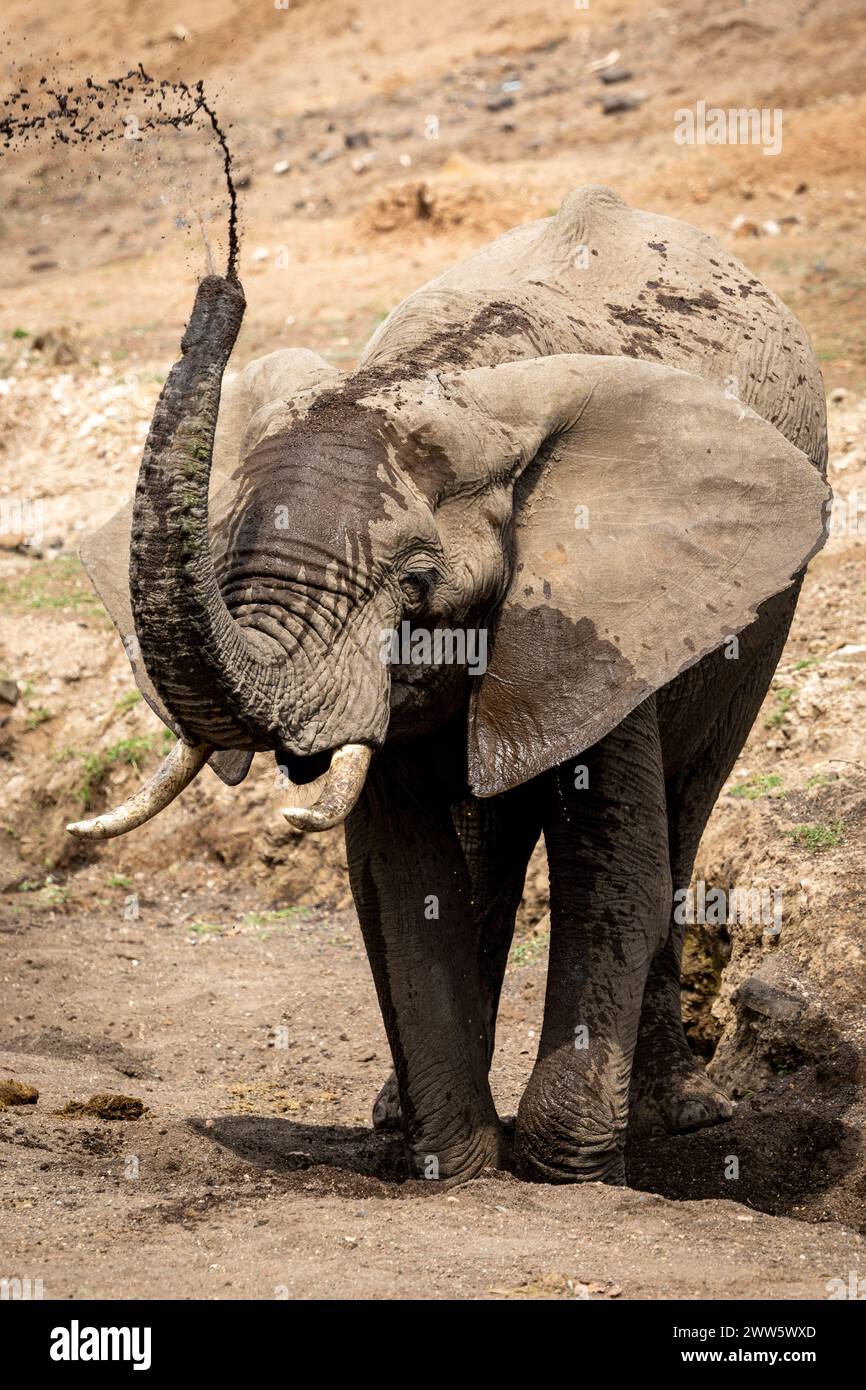 African elephant bathing in the dust hi-res stock photography and ...