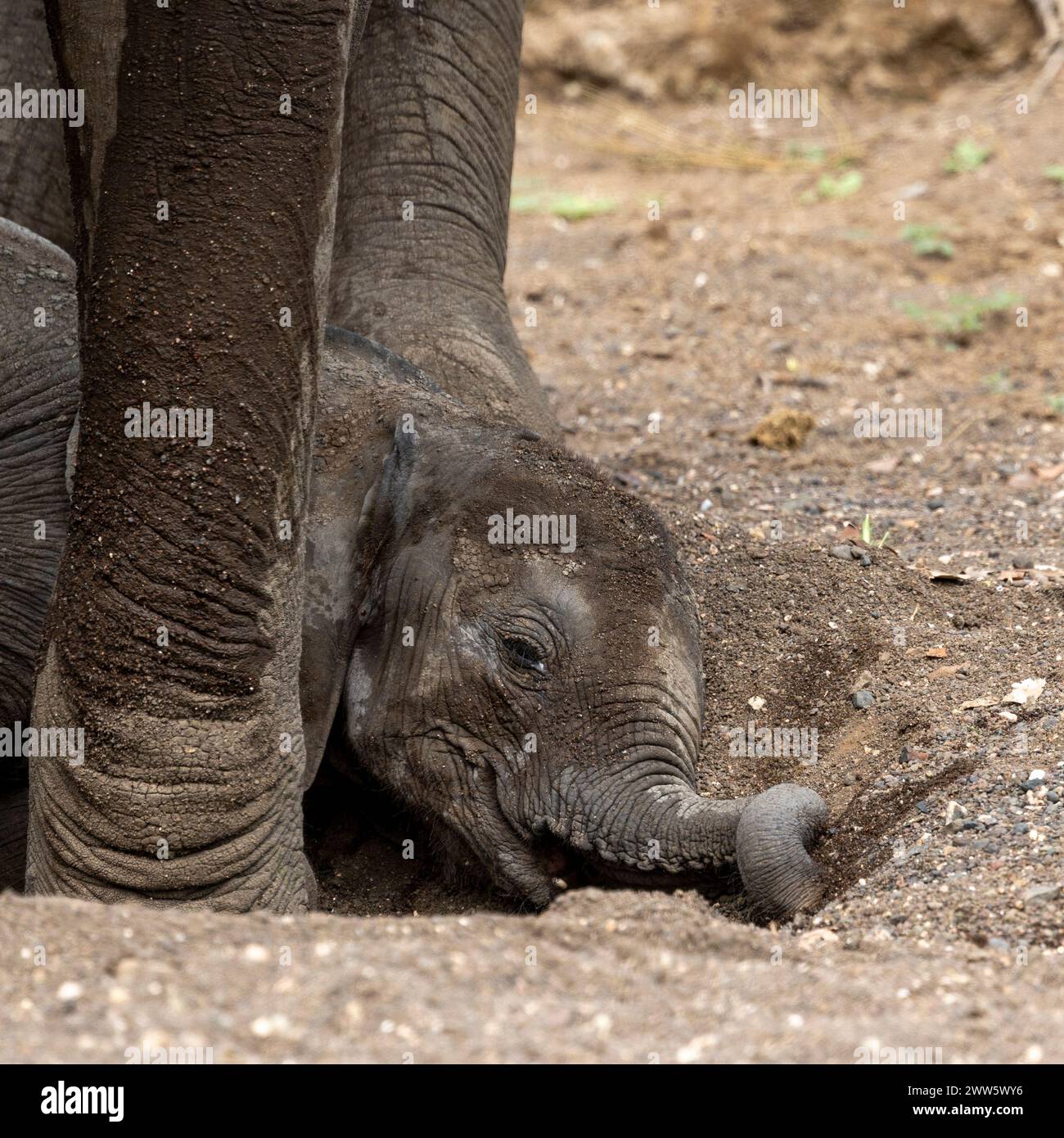 Family of elephants, including very young calf at a dry waterhole in ...