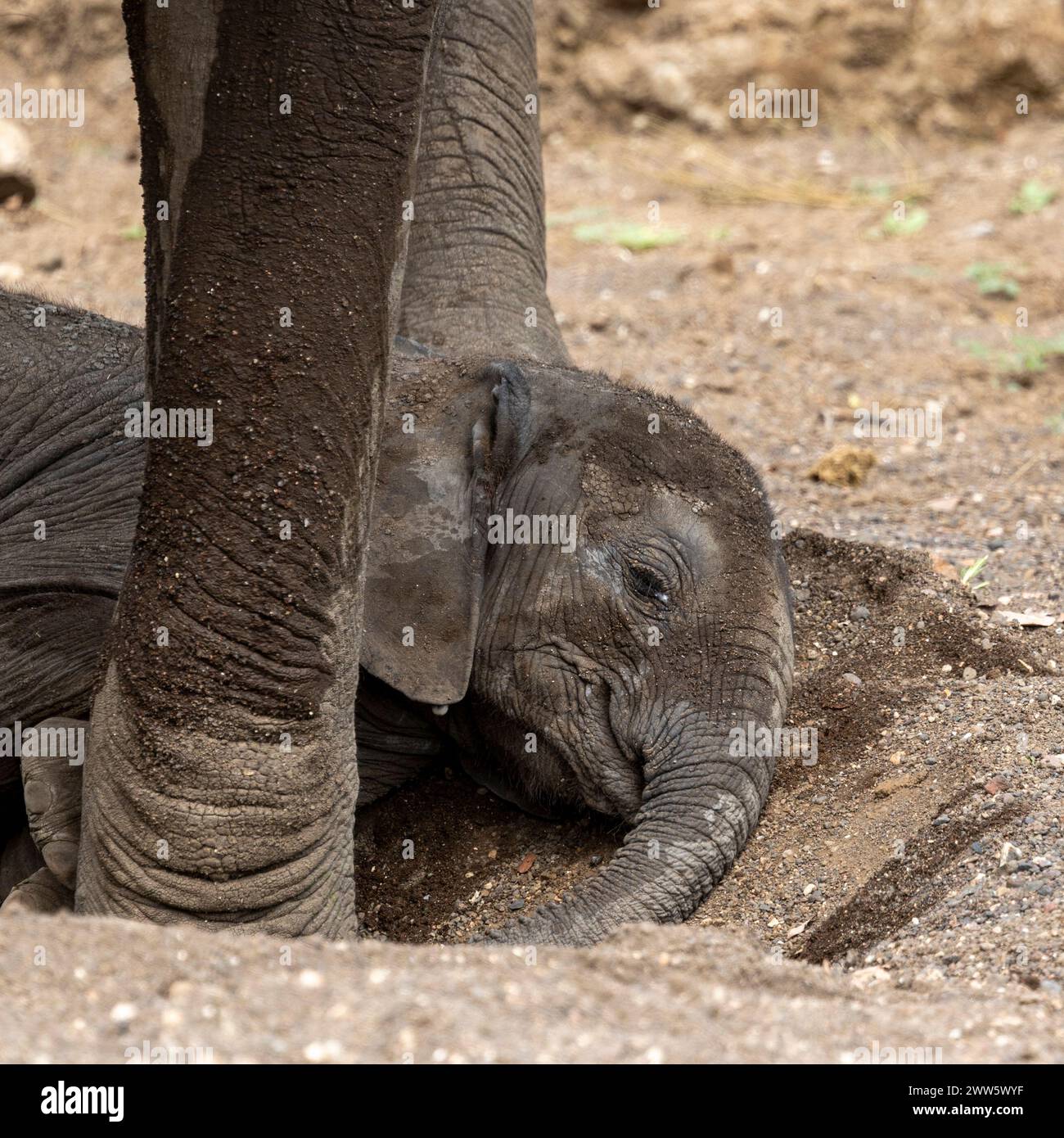 Family of elephants, including very young calf at a dry waterhole in ...