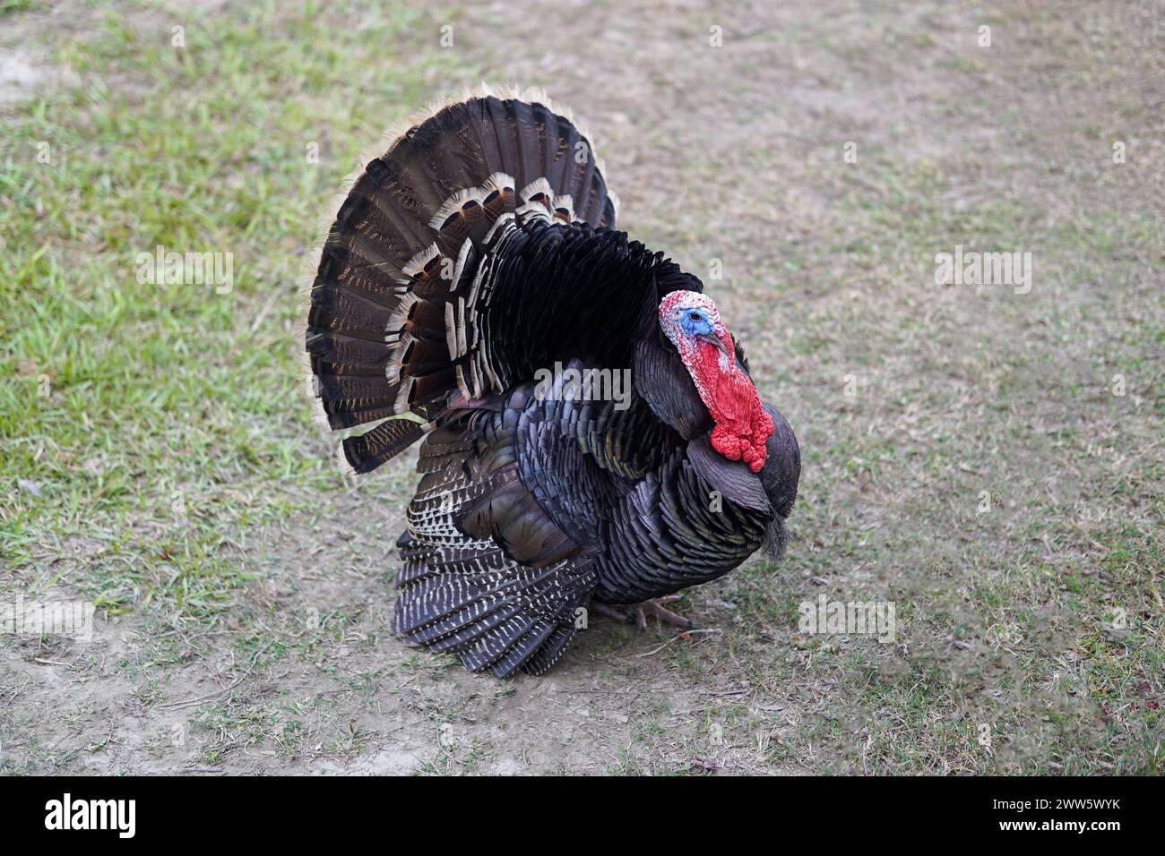 Turkey chicken standing on the field Stock Photo - Alamy