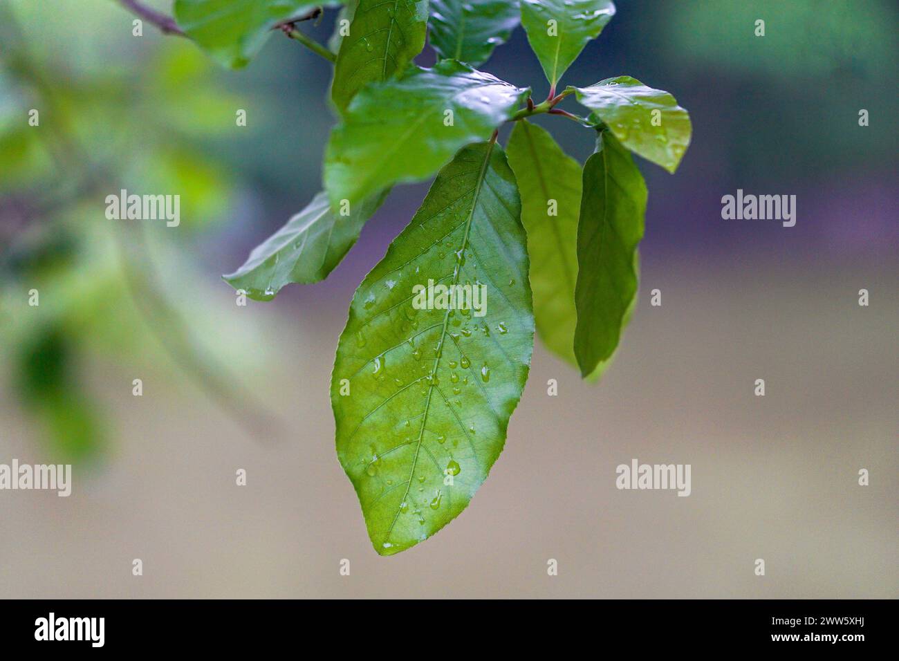 Hijangal hi-res stock photography and images - Alamy