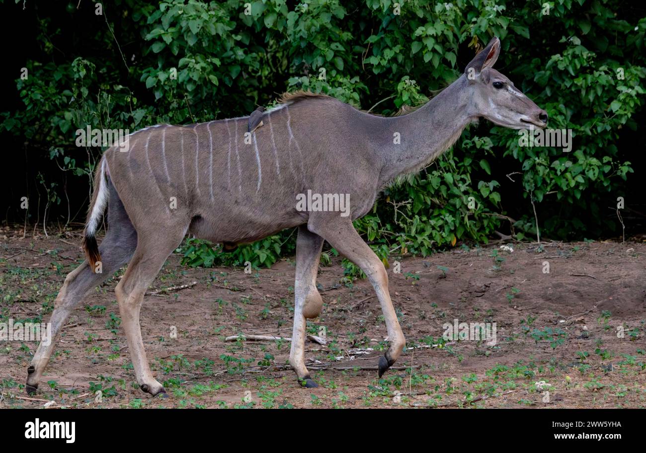 Female Kudu with a tumour on a front leg, Chobe National Park, Botswana ...
