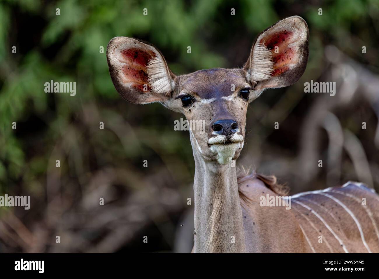 Kudu calf hi-res stock photography and images - Alamy