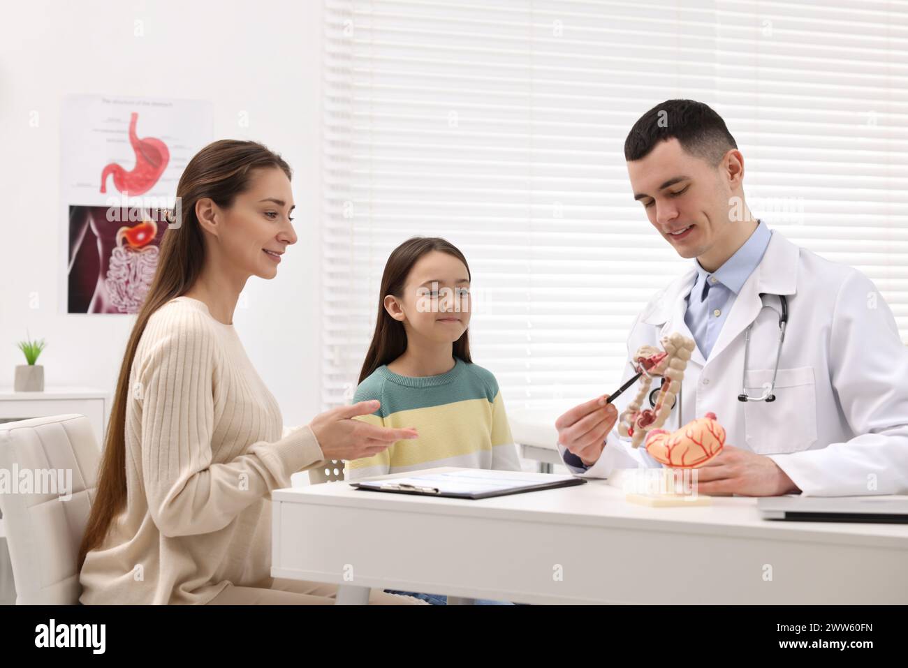 Gastroenterologist with models of stomach and intestine consulting ...