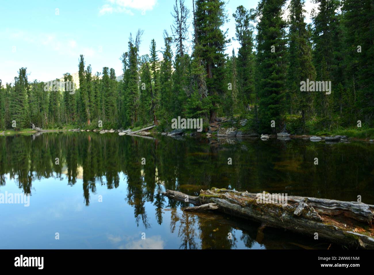 An old felled tree on the surface of a beautiful taiga lake surrounded ...
