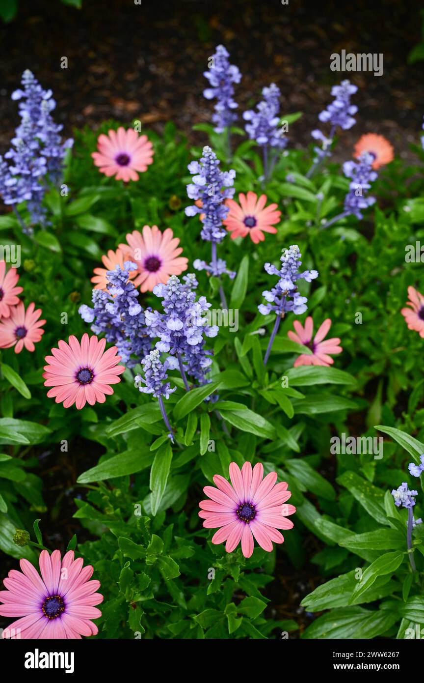 pink and blue flower mix in a garden Stock Photo - Alamy