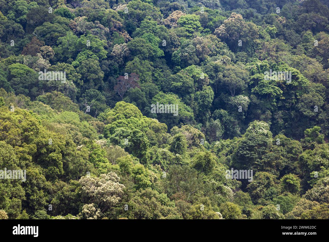 Tropical forests can absorb large amounts of carbon dioxide from the ...