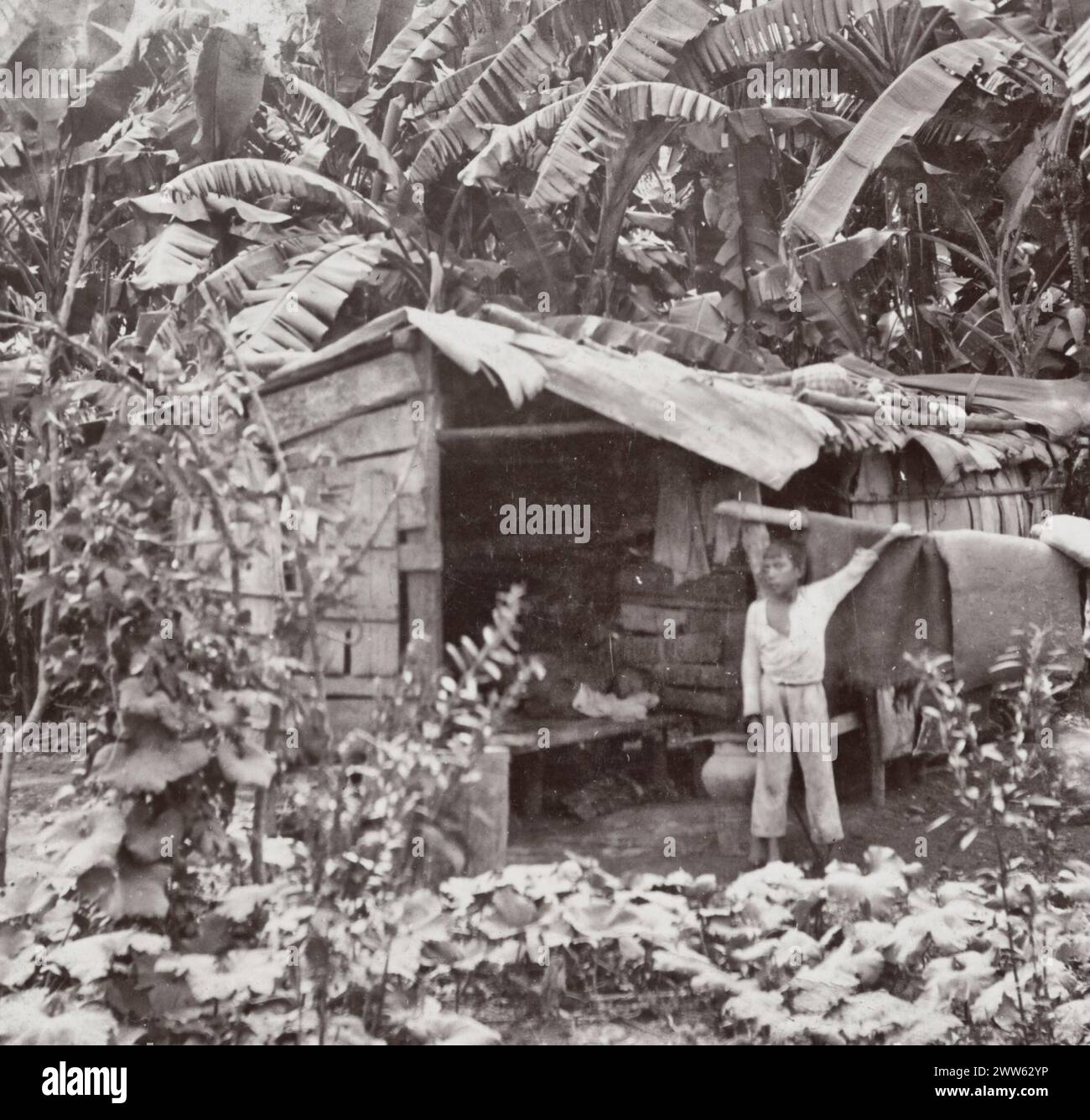 A hut in a banana plantation Puerto Rico, circa 1900 Stock Photo - Alamy